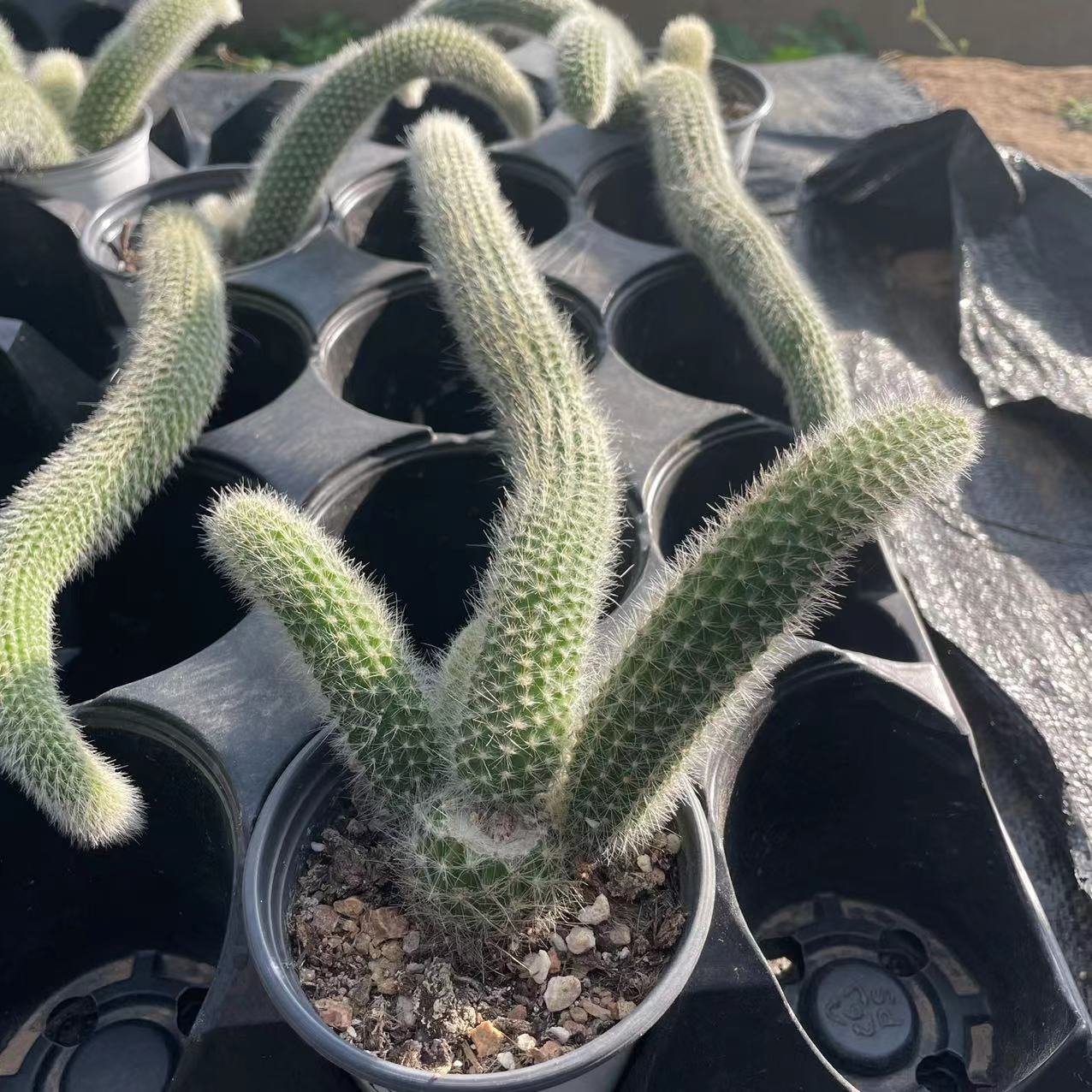 Hildewintera colademononis|succulent plants - Online Succulents Store